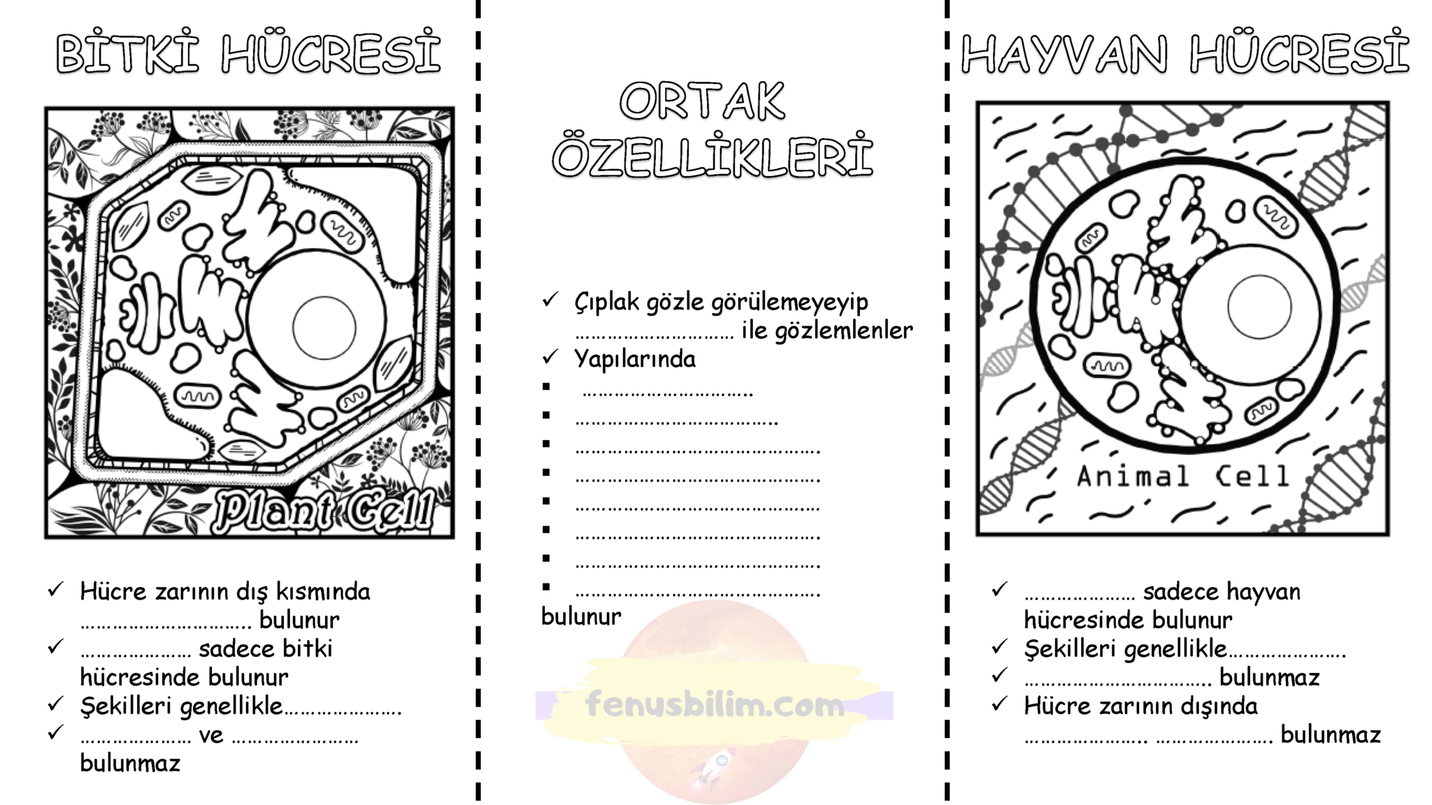 2.ÜNİTE HÜCRE VE BÖLÜNMELER İNTERAKTİF MATERYALLER | FENUS BİLİM