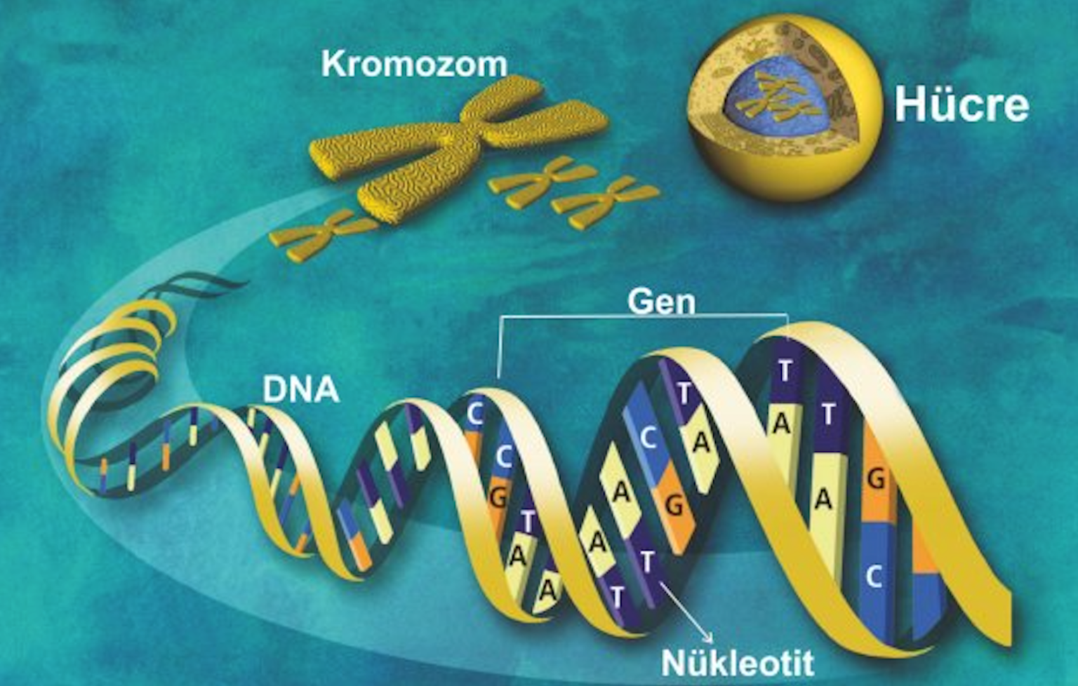 8.SINIF 2.ÜNİTE DNA VE GENETİK KOD | FENUS BİLİM