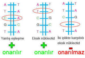 8.SINIF 2.ÜNİTE DNA VE GENETİK KOD | FENUS BİLİM