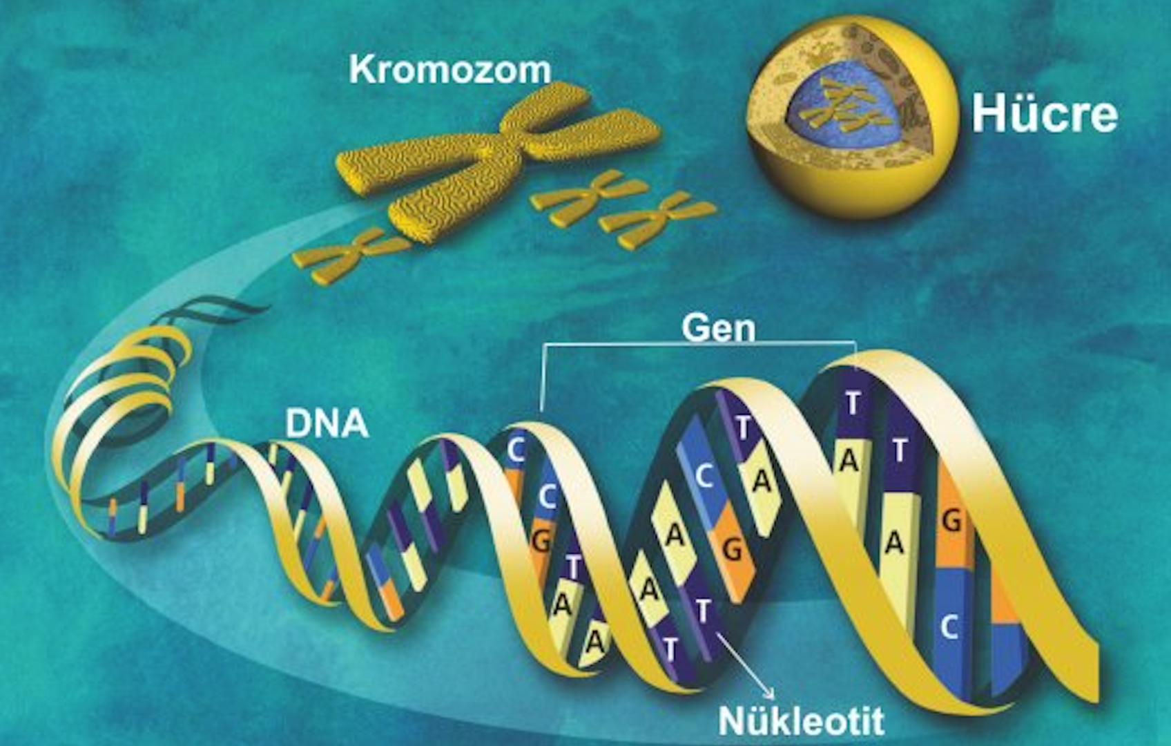 8.SINIF 2.ÜNİTE DNA VE GENETİK KOD | FENUS BİLİM